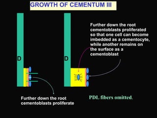 Cementum study in periodontics and perio.ppt
