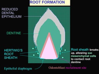 Cementum study in periodontics and perio.ppt