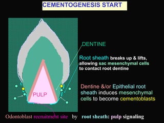 Cementum study in periodontics and perio.ppt
