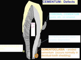 Cementum study in periodontics and perio.ppt
