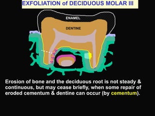 Cementum study in periodontics and perio.ppt