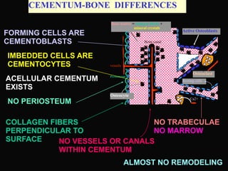 Cementum study in periodontics and perio.ppt