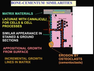 Cementum study in periodontics and perio.ppt