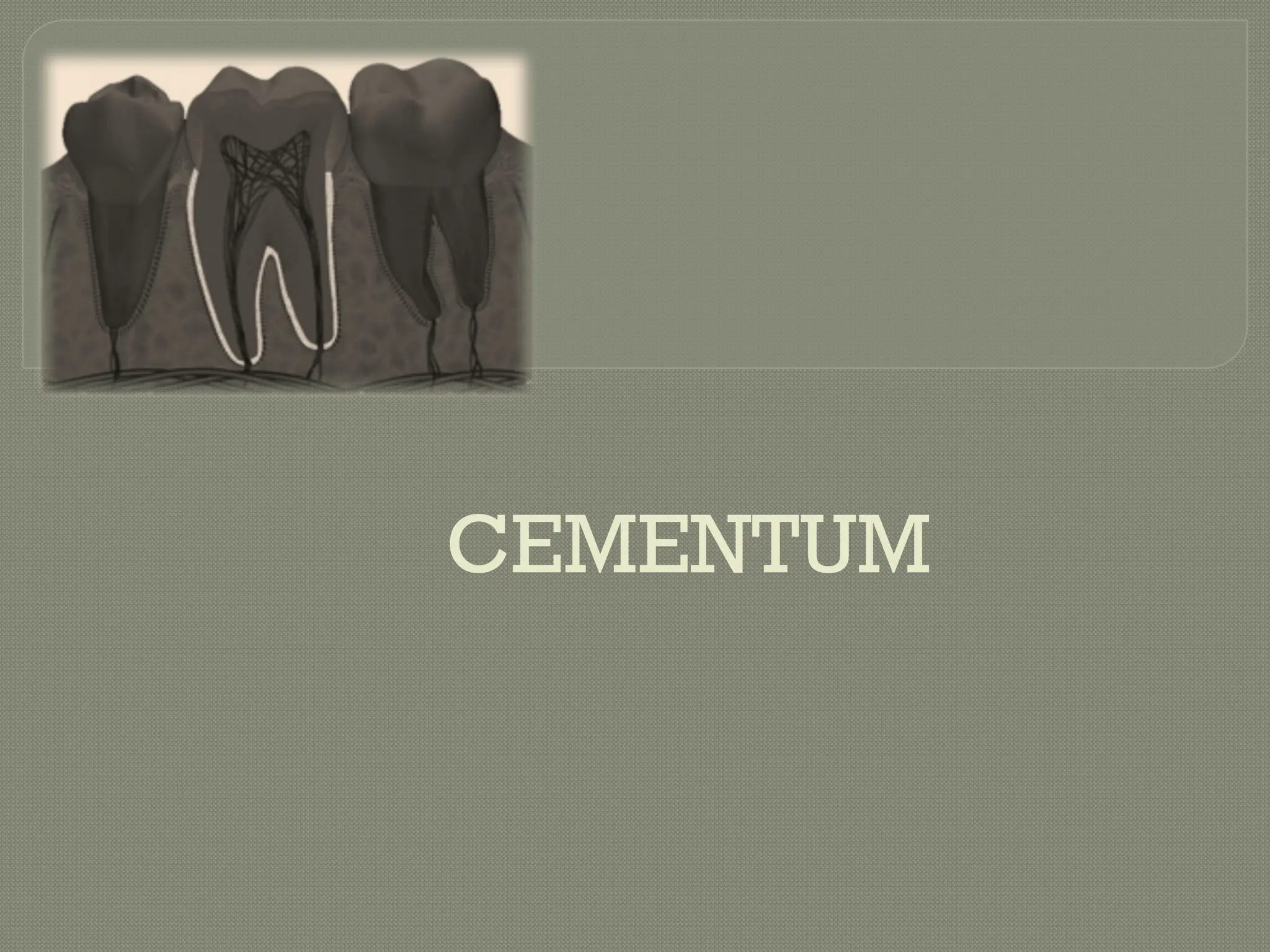 Cementum, a supporting structure of periodontium. | PPTX