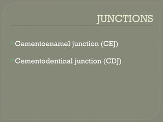 Cementum, a supporting structure of periodontium. | PPT