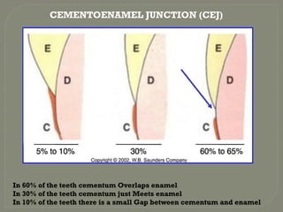 Cementum, a supporting structure of periodontium. | PPT