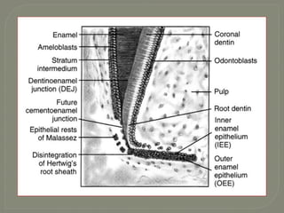 Cementum, a supporting structure of periodontium. | PPTX