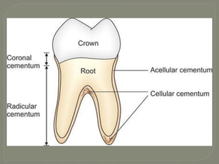 Cementum, a supporting structure of periodontium. | PPT