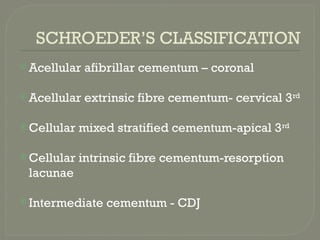 Cementum, a supporting structure of periodontium. | PPTX