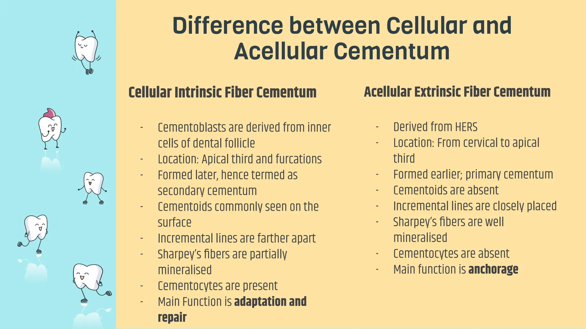 CEMENTUM dental anatomy and dental histology | PDF