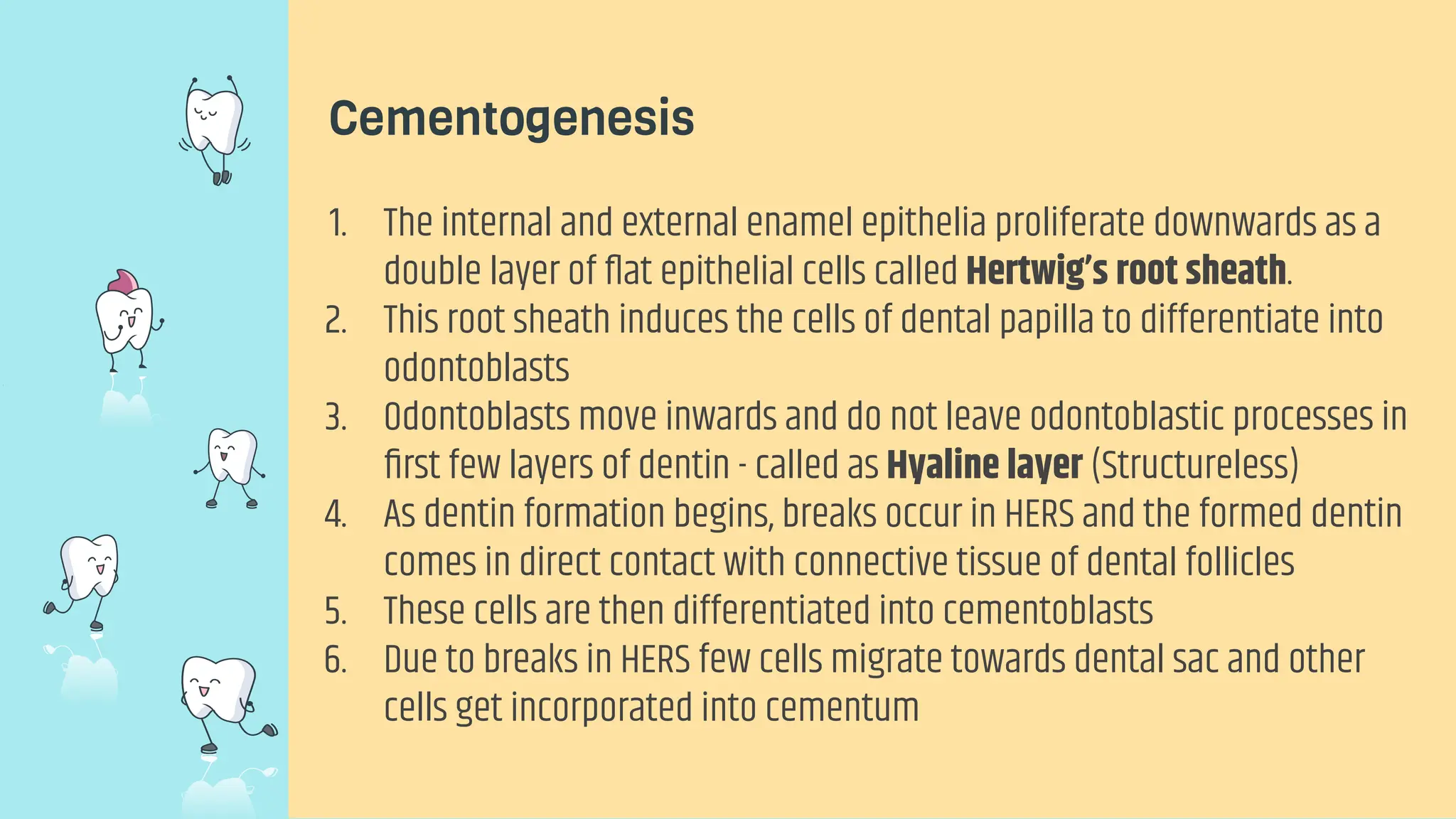 CEMENTUM dental anatomy and dental histology | PDF