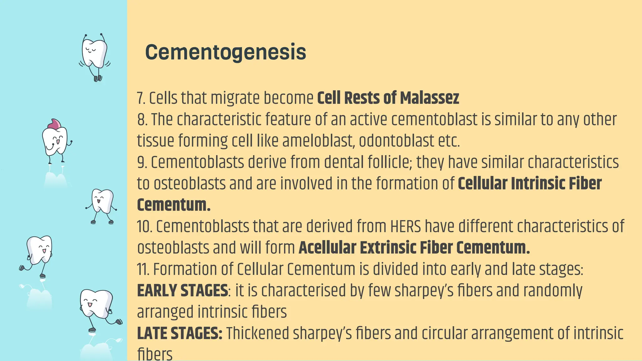 CEMENTUM dental anatomy and dental histology | PDF