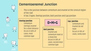 CEMENTUM dental anatomy and dental histology | PDF