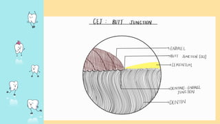 CEMENTUM dental anatomy and dental histology | PDF