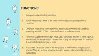 CEMENTUM dental anatomy and dental histology | PDF