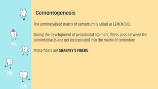 CEMENTUM dental anatomy and dental histology | PDF