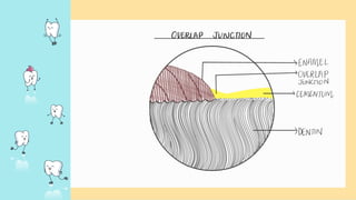 CEMENTUM dadh anatomy histolgy pathology | PDF