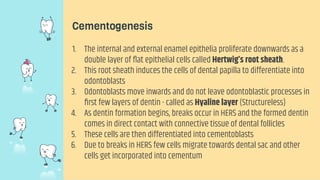 CEMENTUM dadh anatomy histolgy pathology | PDF