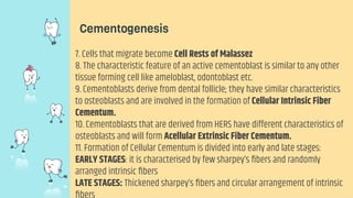 CEMENTUM dadh anatomy histolgy pathology | PDF