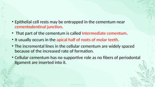 CEMENTUM anatomy and histology in oral anatomy | PPTX