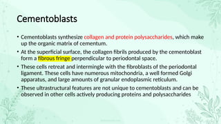 CEMENTUM anatomy and histology in oral anatomy | PPTX