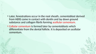 CEMENTUM anatomy and histology in oral anatomy | PPTX
