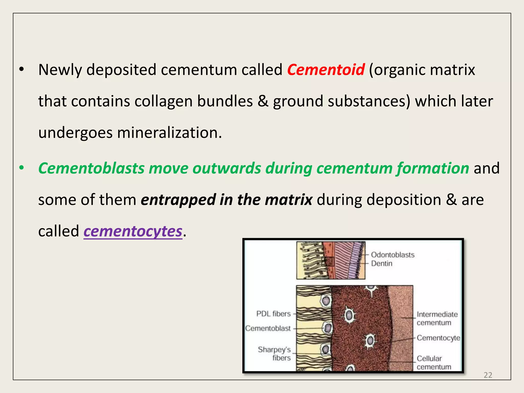 cementum - raghu.pptx