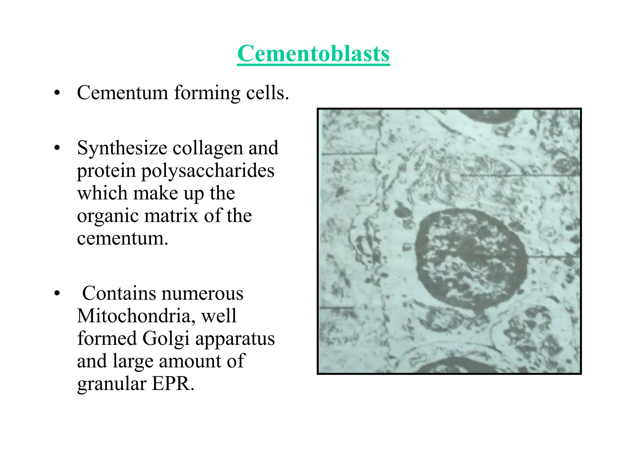 Histology, Development of Cementum of Oral Cavity | PPT