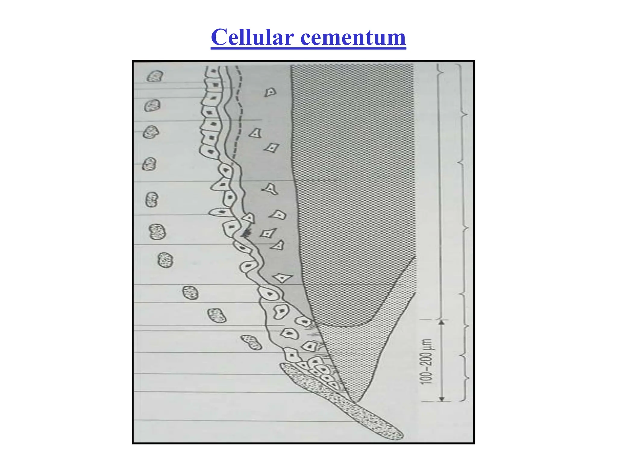 Histology, Development of Cementum of Oral Cavity | PPT