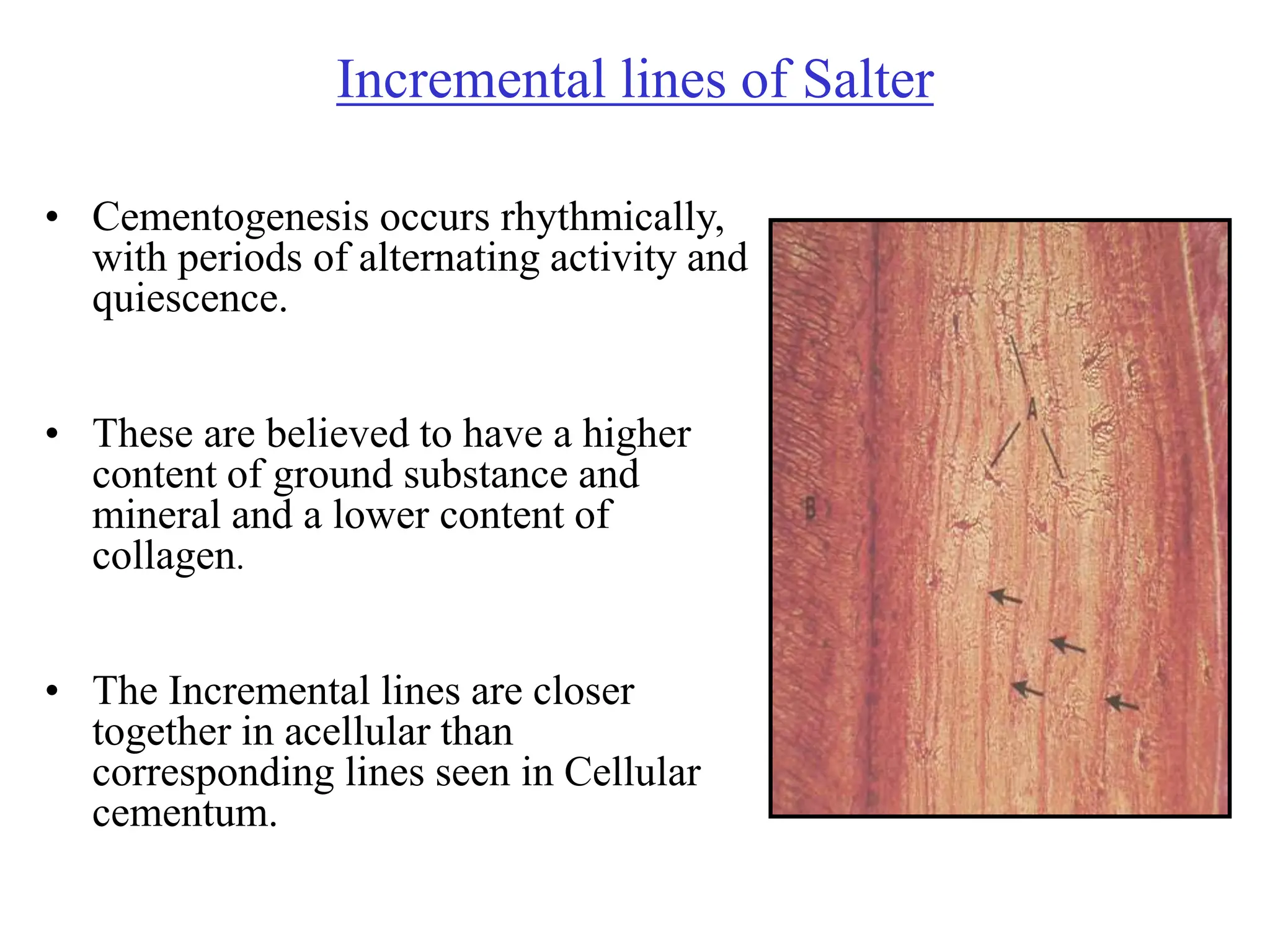 Histology, Development of Cementum of Oral Cavity | PPT