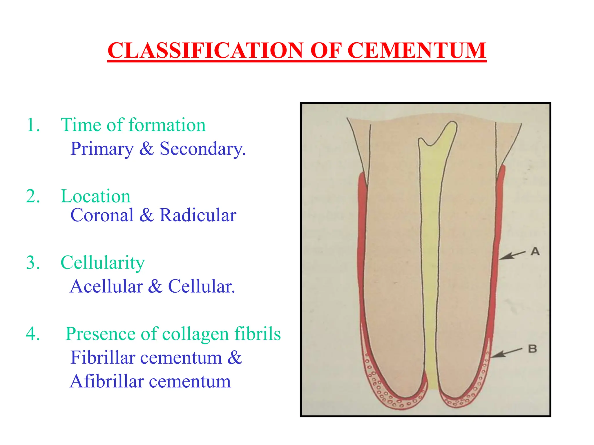 Histology, Development of Cementum of Oral Cavity | PPT