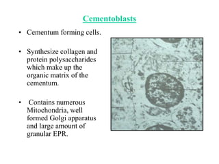 Histology, Development of Cementum of Oral Cavity | PPT