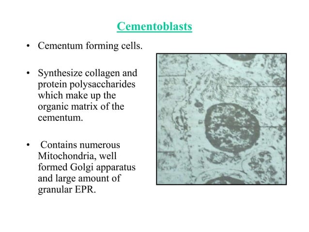 Histology, Development of Cementum of Oral Cavity | PPT
