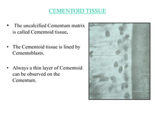 Histology, Development of Cementum of Oral Cavity | PPT