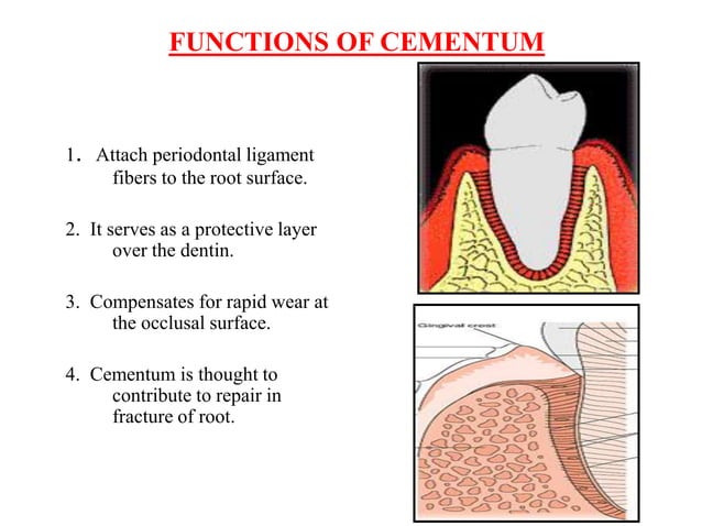 Histology, Development of Cementum of Oral Cavity | PPT