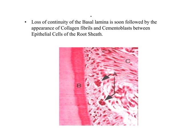 Histology, Development of Cementum of Oral Cavity | PPT