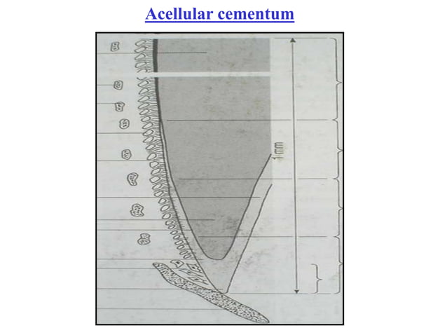 Histology, Development of Cementum of Oral Cavity | PPT