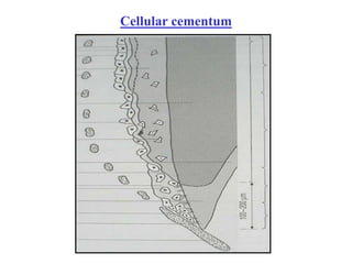 Histology, Development of Cementum of Oral Cavity | PPT