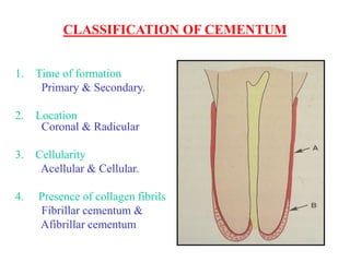 Histology, Development of Cementum of Oral Cavity | PPT