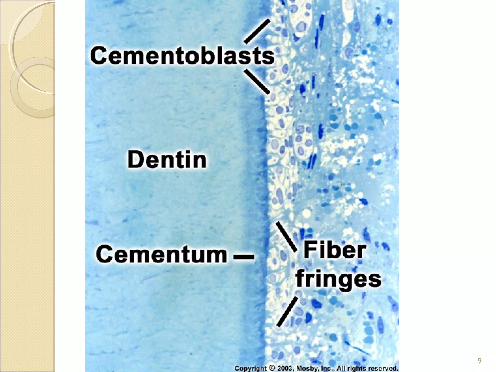 Cementum | PPT