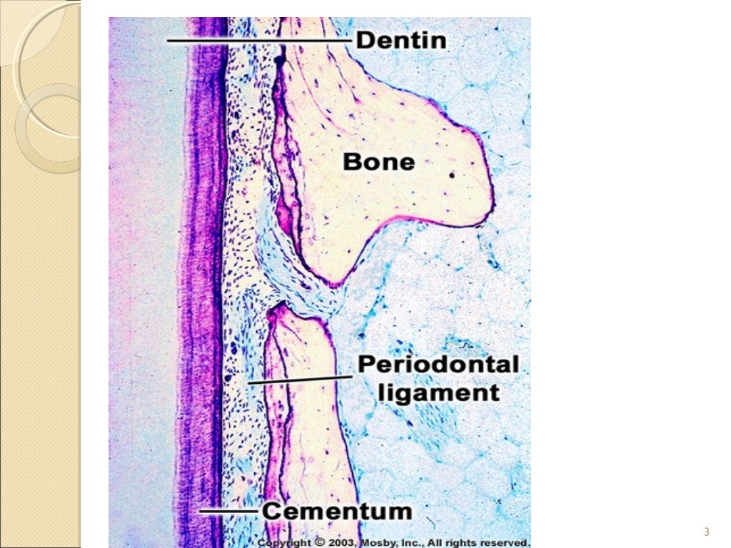 Cementum