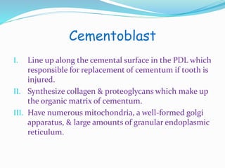 Cementum ^_^ Emad | PPTX | Dental Health | Diseases and Conditions