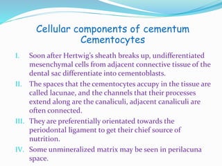 Cementum ^_^ Emad | PPTX | Dental Health | Diseases and Conditions