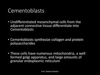 Cementum (1) (1).pptx