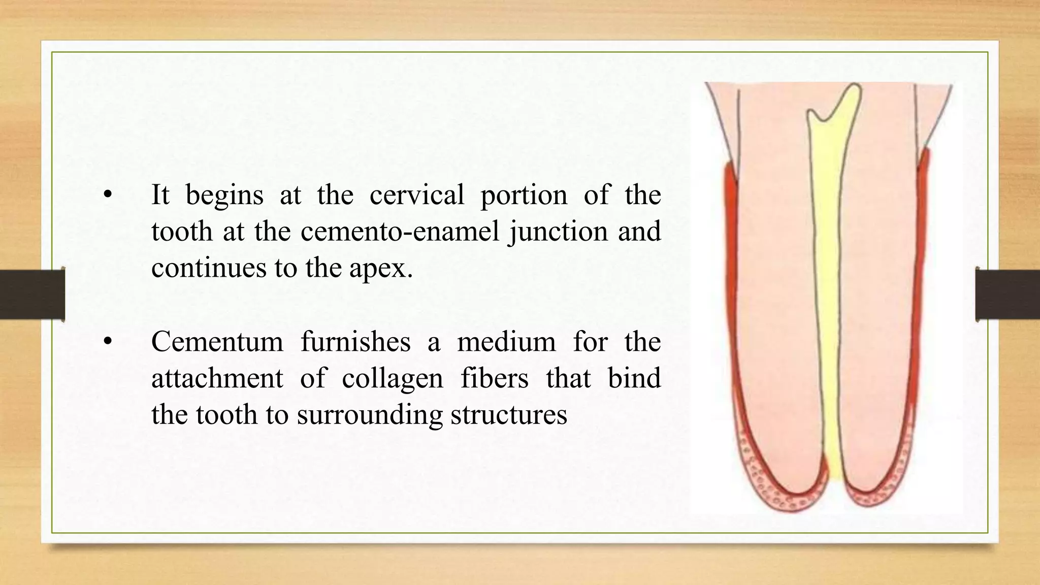 Cementum.pptx