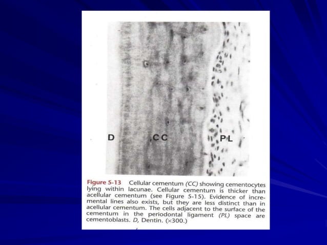TOOTH ROOT CEMENTUM- A HISTOLOGICAL STUDY | PPT