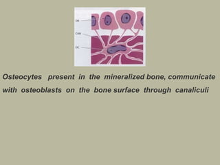CEMENTUM & AL.BONE.ppt