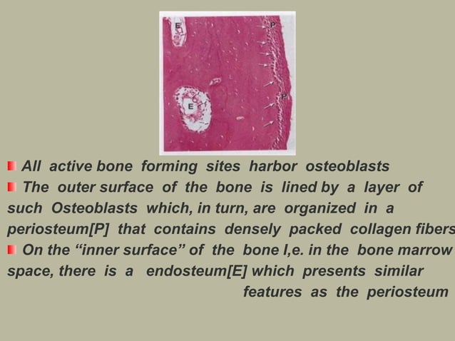 CEMENTUM & AL.BONE.ppt