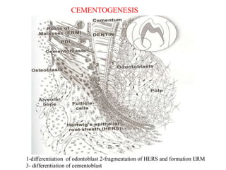 cementum by dr. ishu singla.pptx