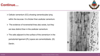 Cementum_Dhanraj_meena-17 09 23 (1).pptx